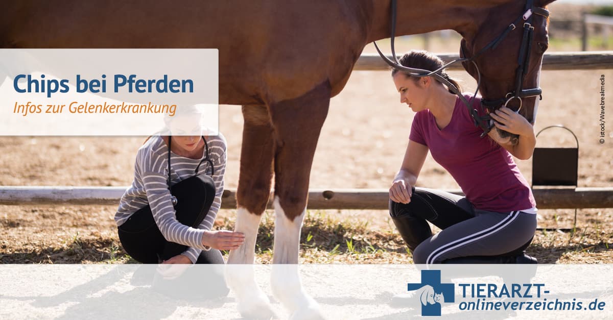 Chip Op Pferd