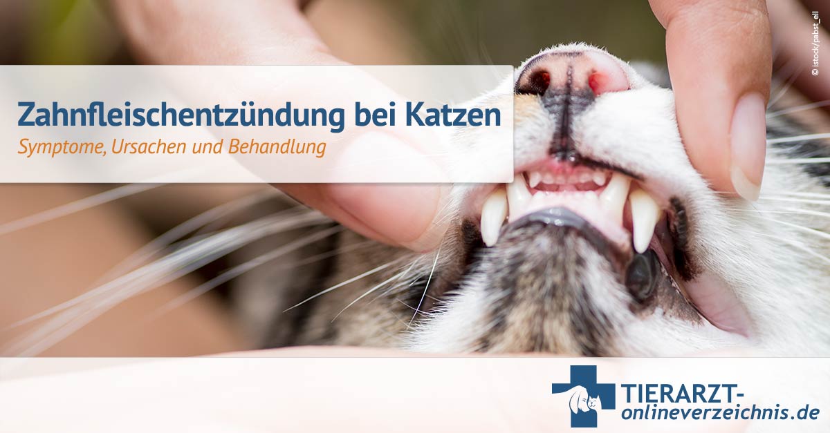 Die Zahnfleischentzündung Bei Einer Katze – PCETSK
